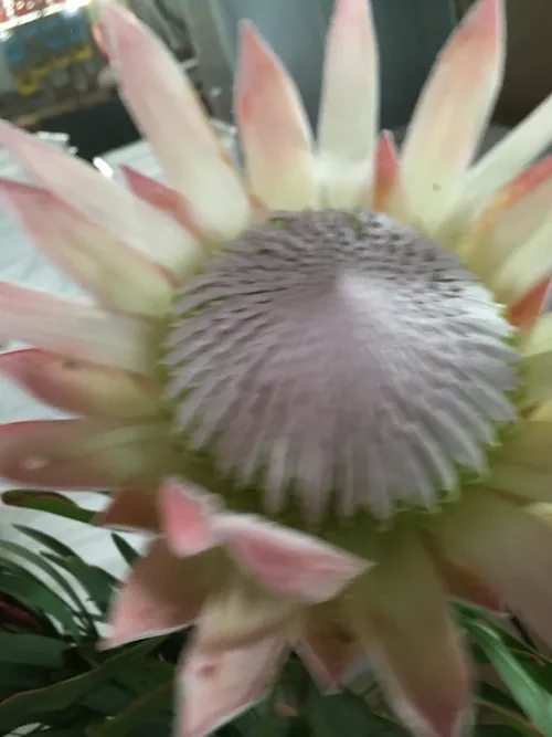 Pink King Protea (Plant) – Pohangina Proteas